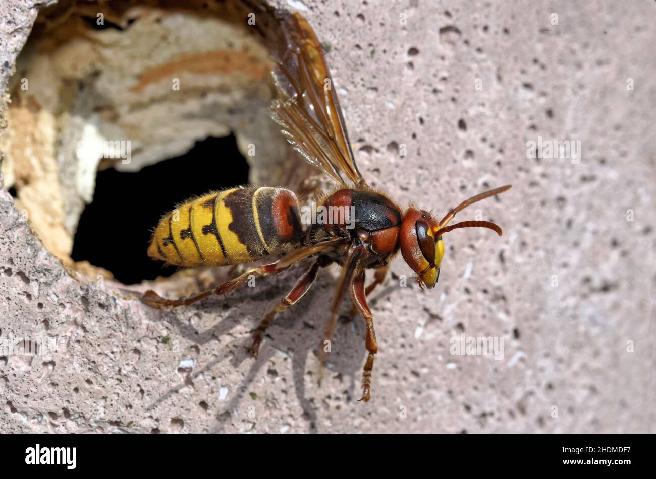 Hornet box hi-res stock photography and images - Alamy