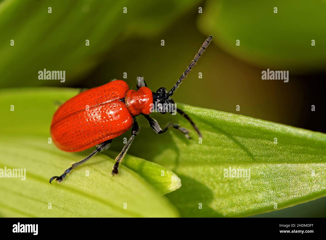 beetle, lily beetle, beetles, lily beetles Stock Photo - Alamy