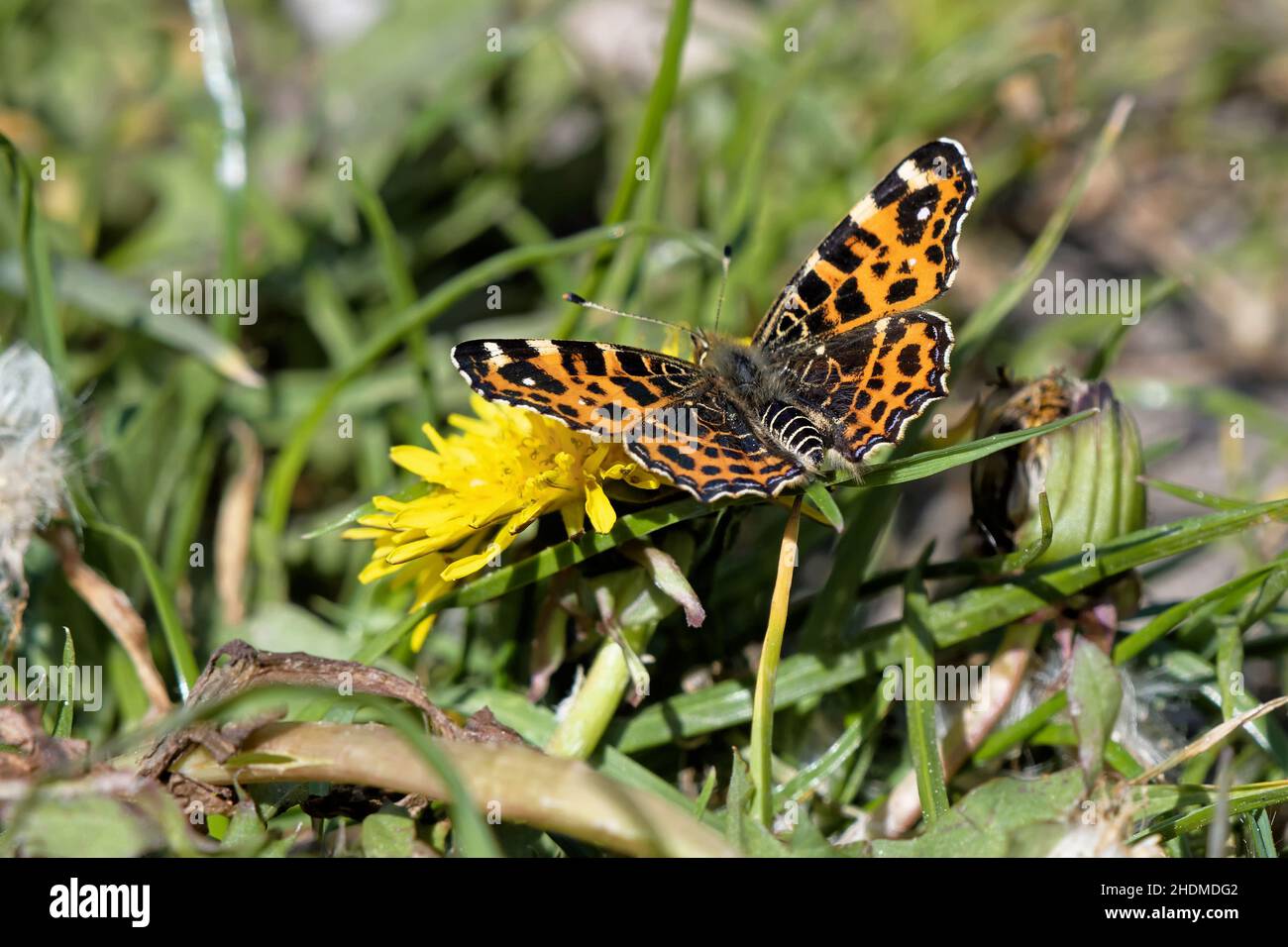 Animals map hi-res stock photography and images - Alamy