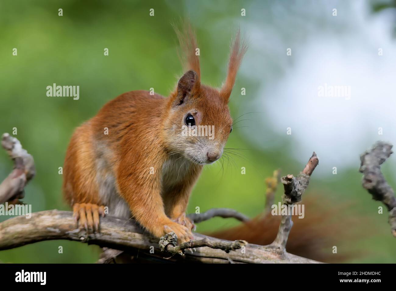 1 squirrel hi-res stock photography and images - Alamy