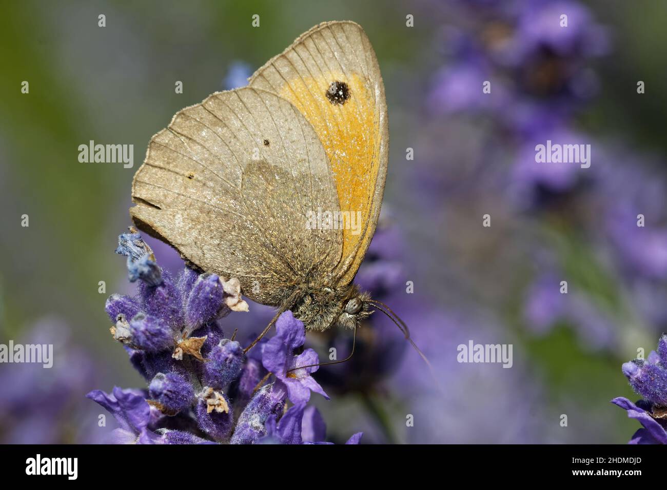 butterfly, great ox eye, butterflies, meadow browns Stock Photo - Alamy