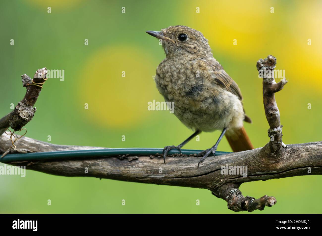 garden redstart, redstarts Stock Photo - Alamy