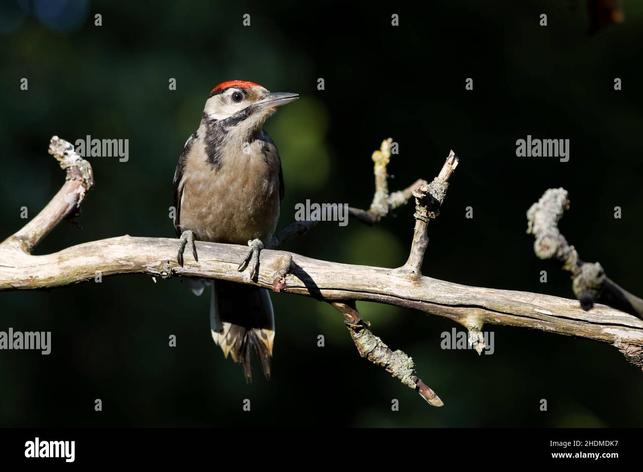 bird, woodpecker, birds, woodpeckers Stock Photo - Alamy
