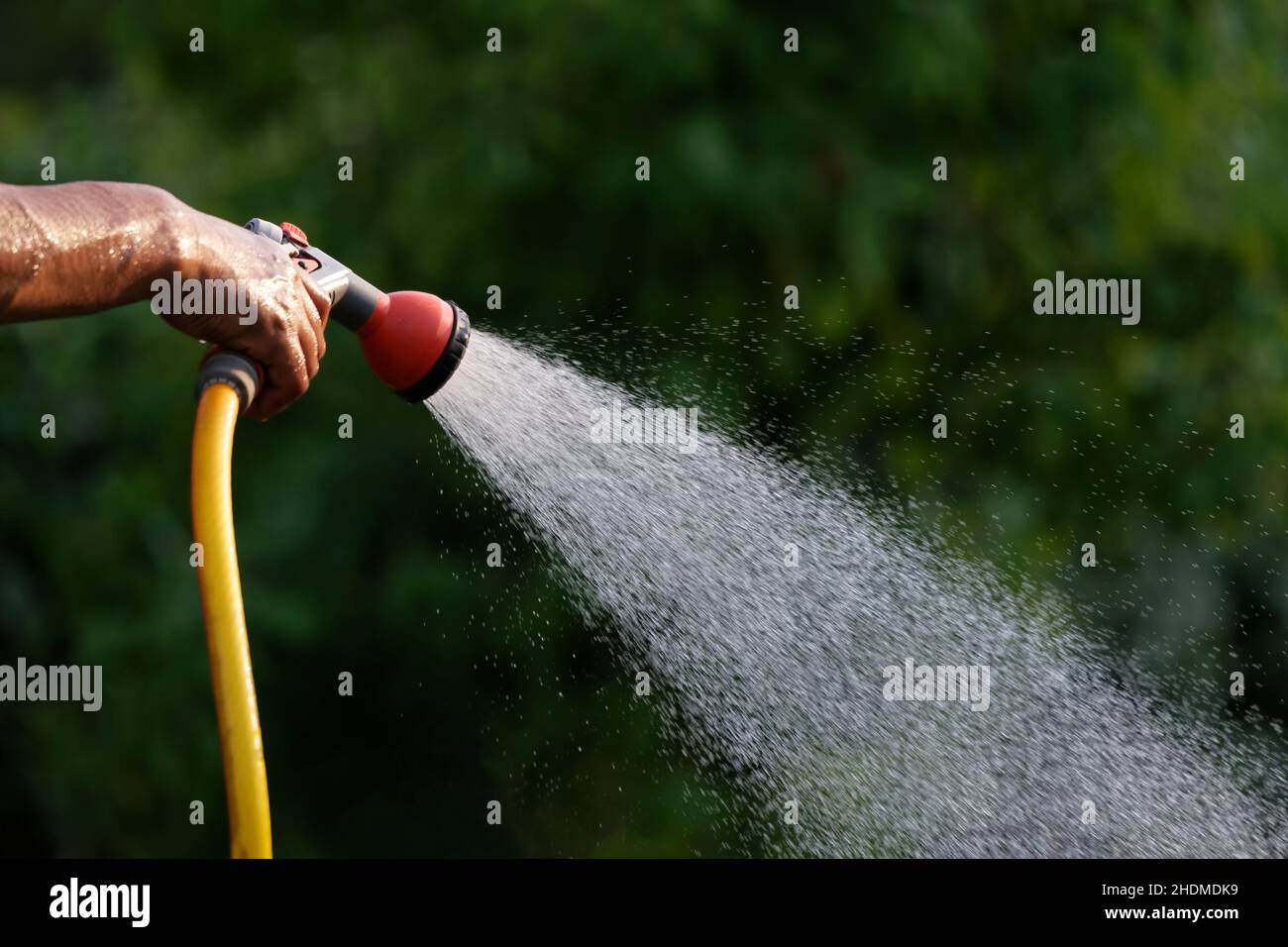 gardening, watering, garden hose, plant care, tending of plants, garden ...