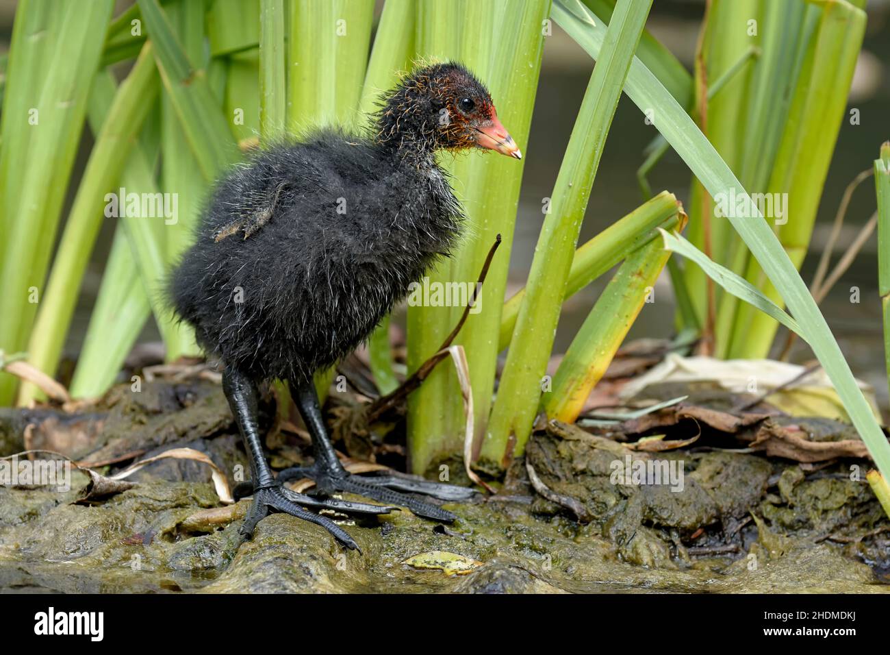 chicks, coot, baby chicken, baby duck, chicken baby, young bird, young ...