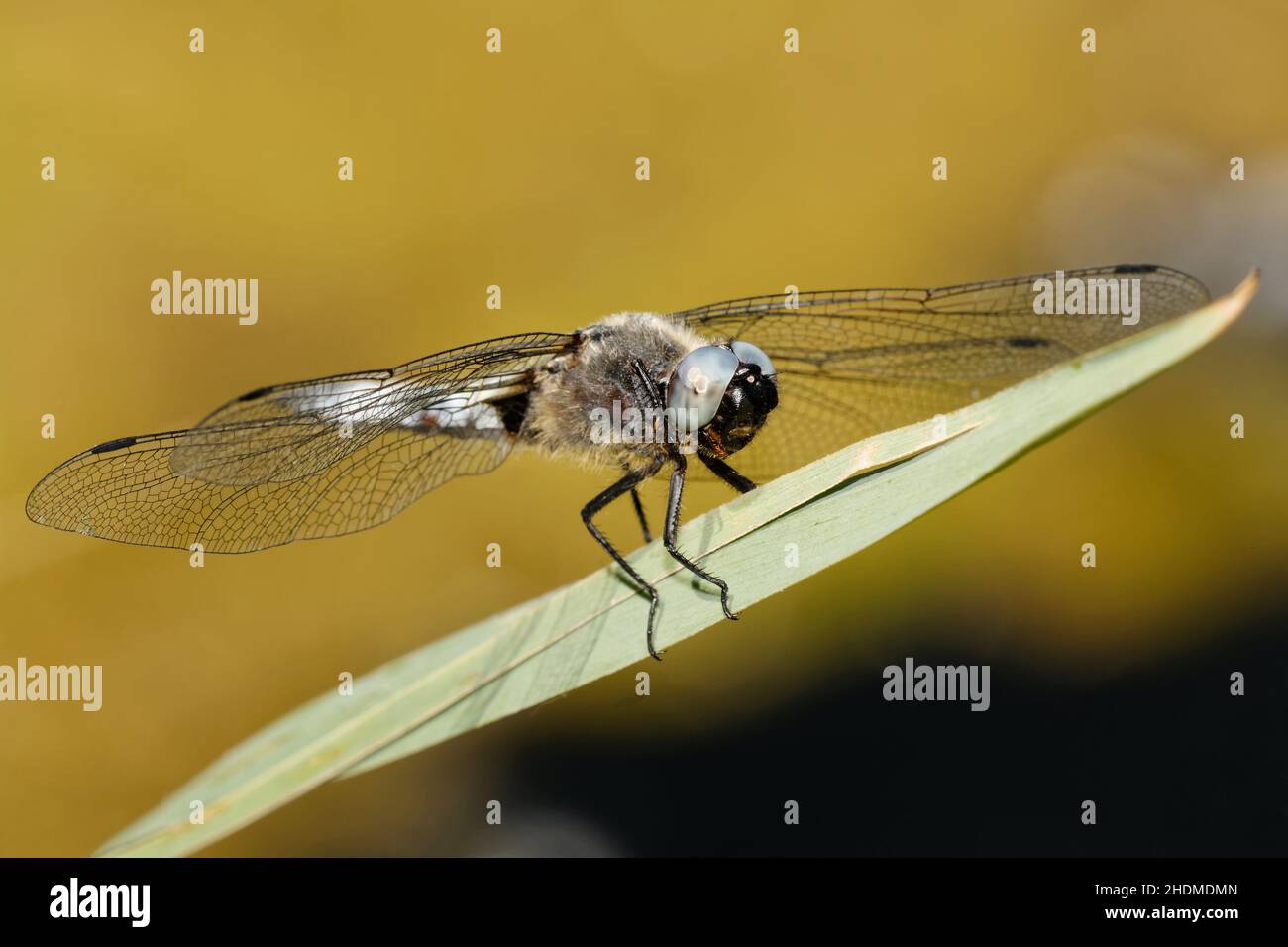 Libellulidaes hi-res stock photography and images - Alamy