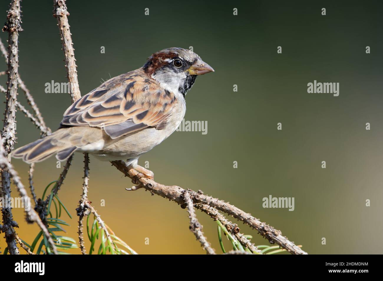 house sparrow, house sparrows Stock Photo - Alamy