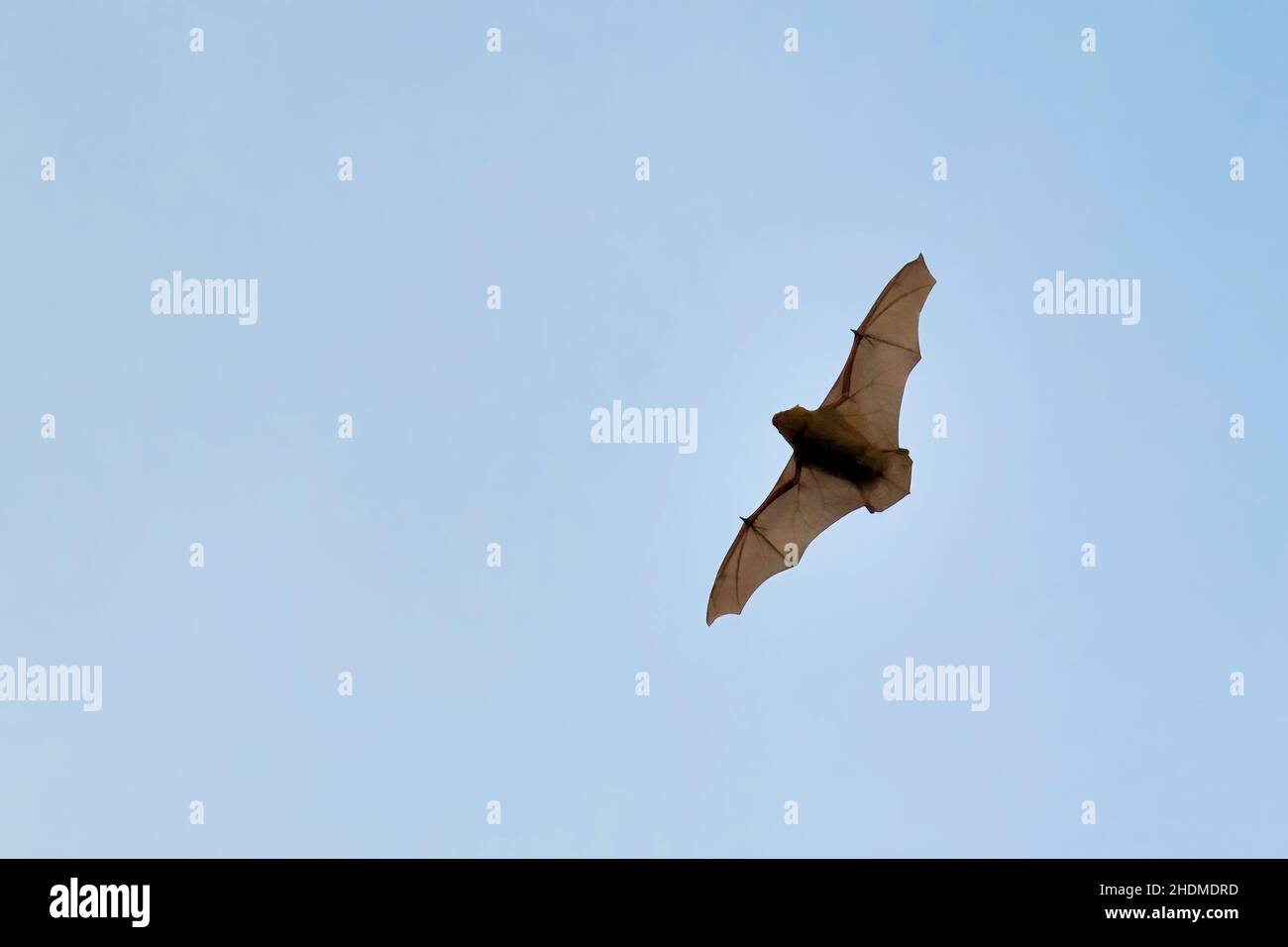 Full length bats hi-res stock photography and images - Alamy