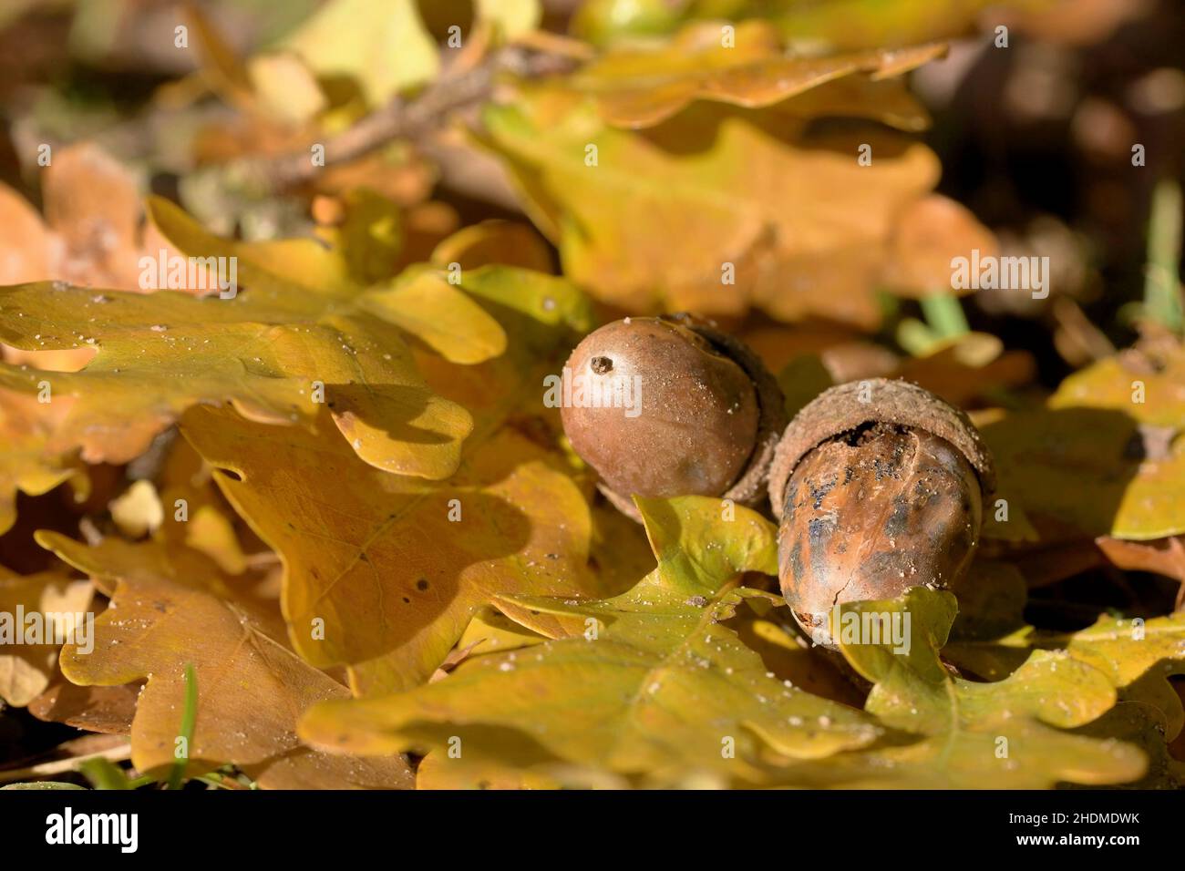 Fruit of the oak hi-res stock photography and images - Alamy