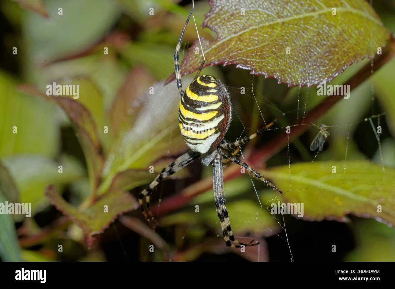 wasp spider, wasp spiders Stock Photo - Alamy