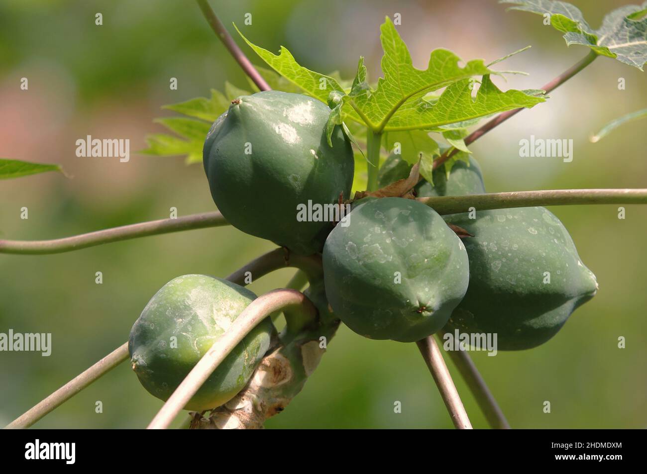 papaya, pawpaw tree, pawpaw trees Stock Photo - Alamy
