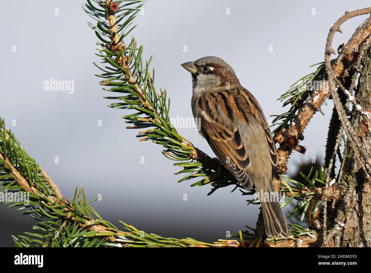 house sparrow, house sparrows Stock Photo - Alamy
