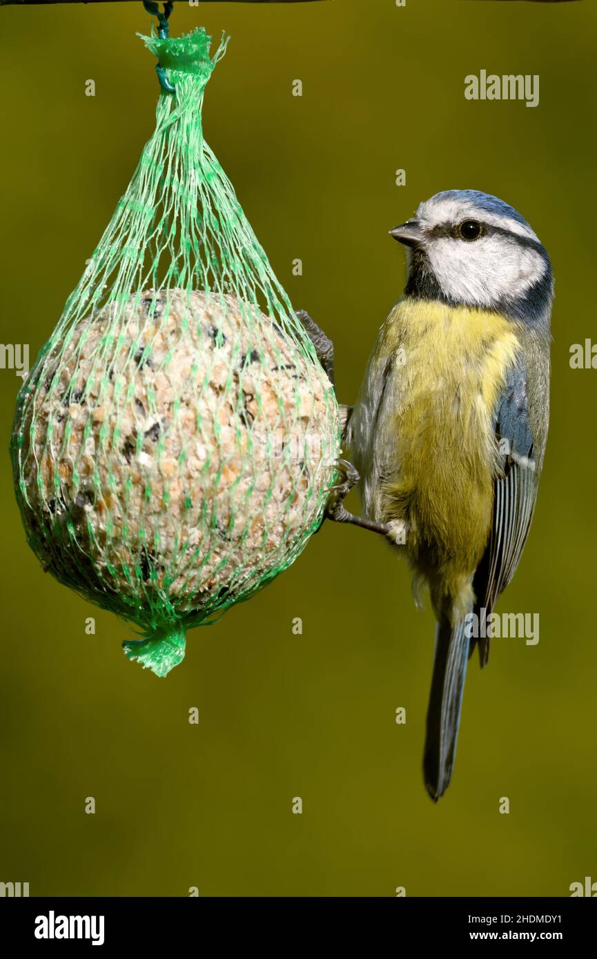 Wildlife feeders hi-res stock photography and images - Alamy