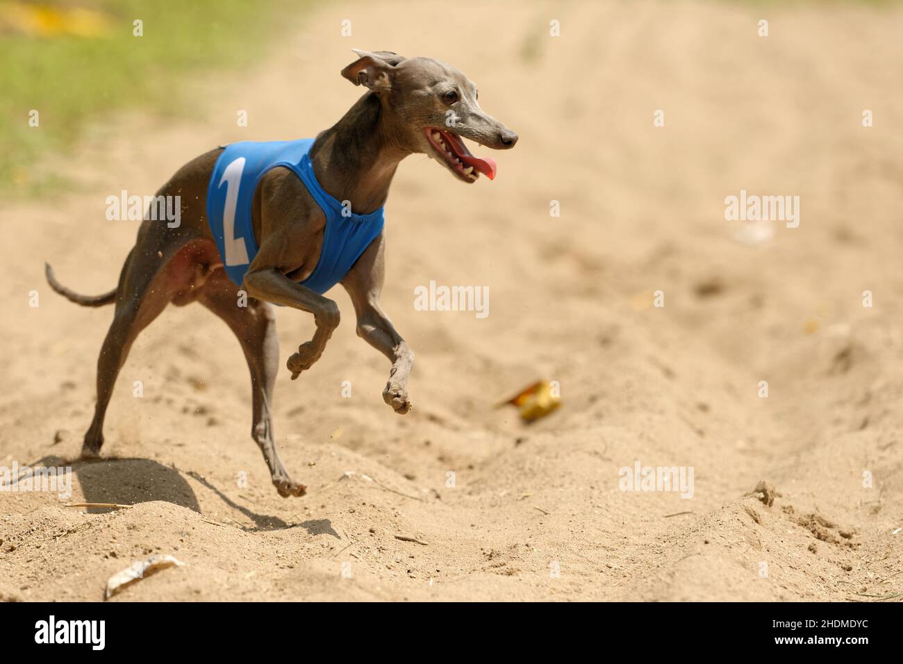 Racing whippet hi-res stock photography and images - Alamy