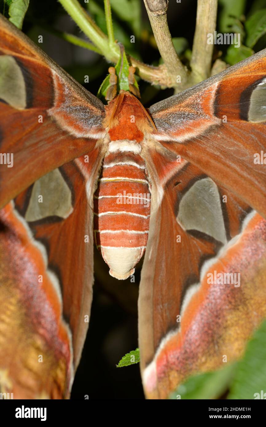 atlas moth, atlas moths Stock Photo - Alamy