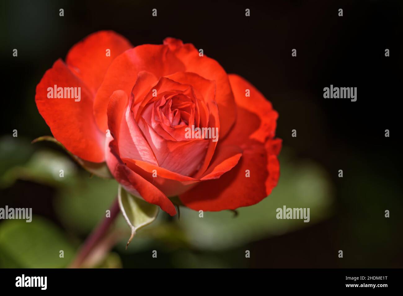 Red rose flower roses plants hi-res stock photography and images - Alamy