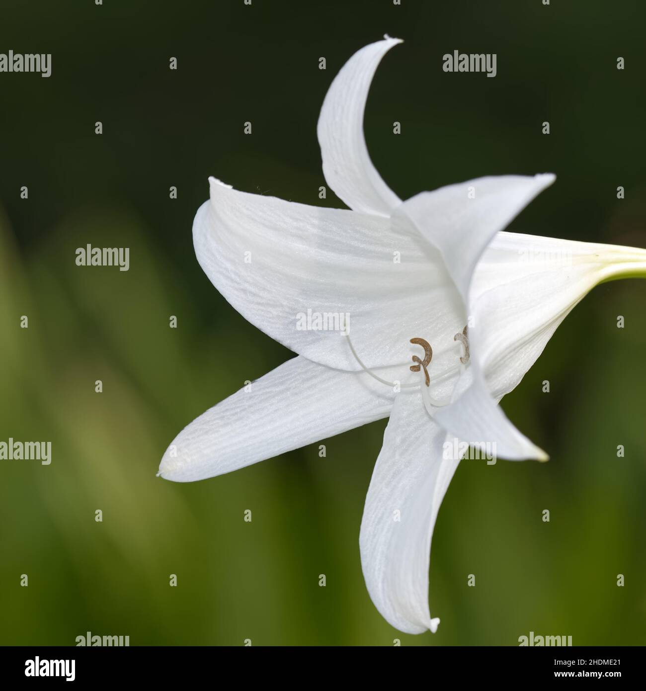 Crinum flowers hi-res stock photography and images - Alamy