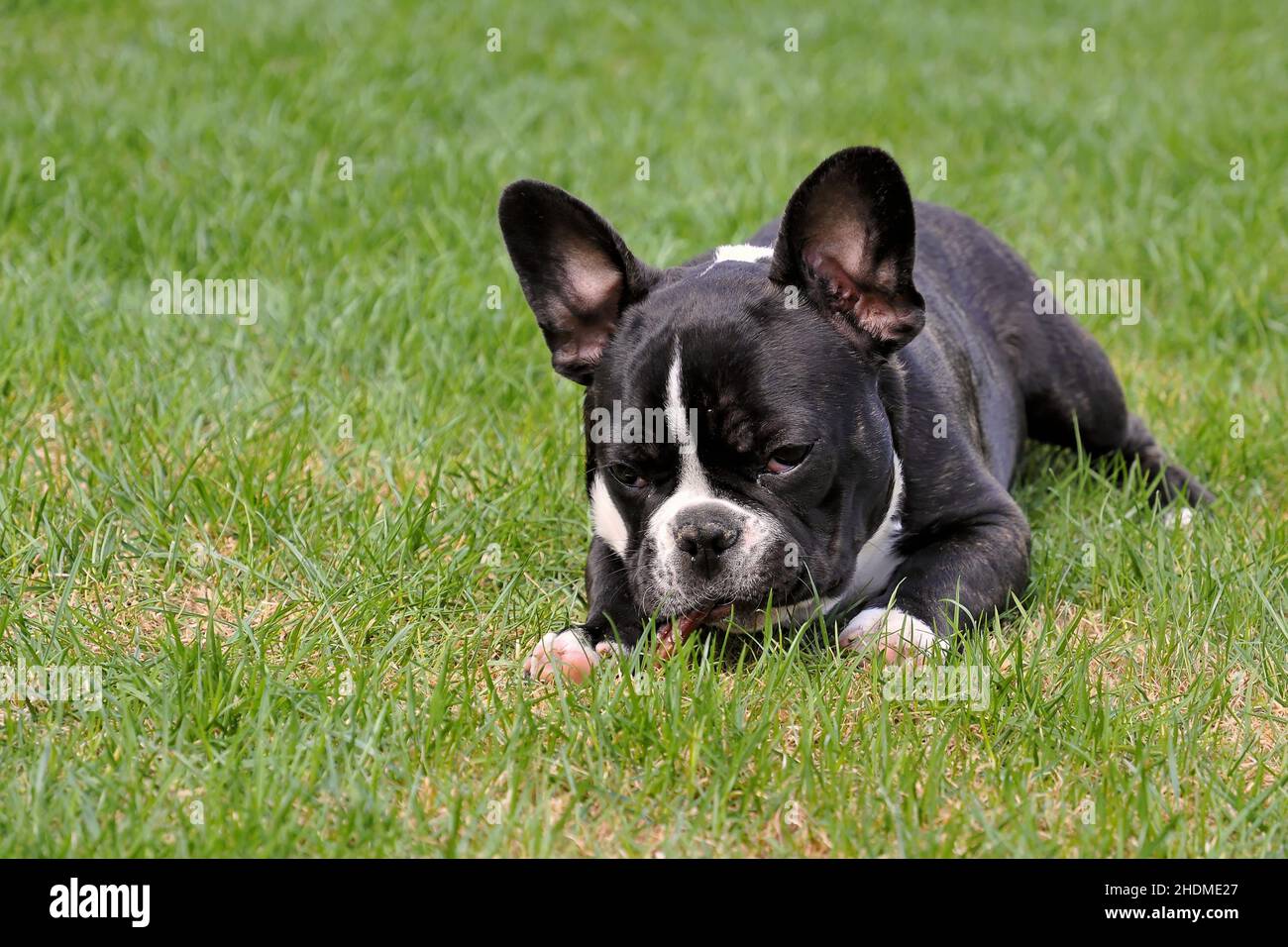 American Bulldog Molosser