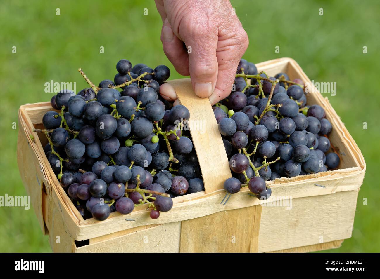 vintage, red grapes, vintages, red grape Stock Photo - Alamy