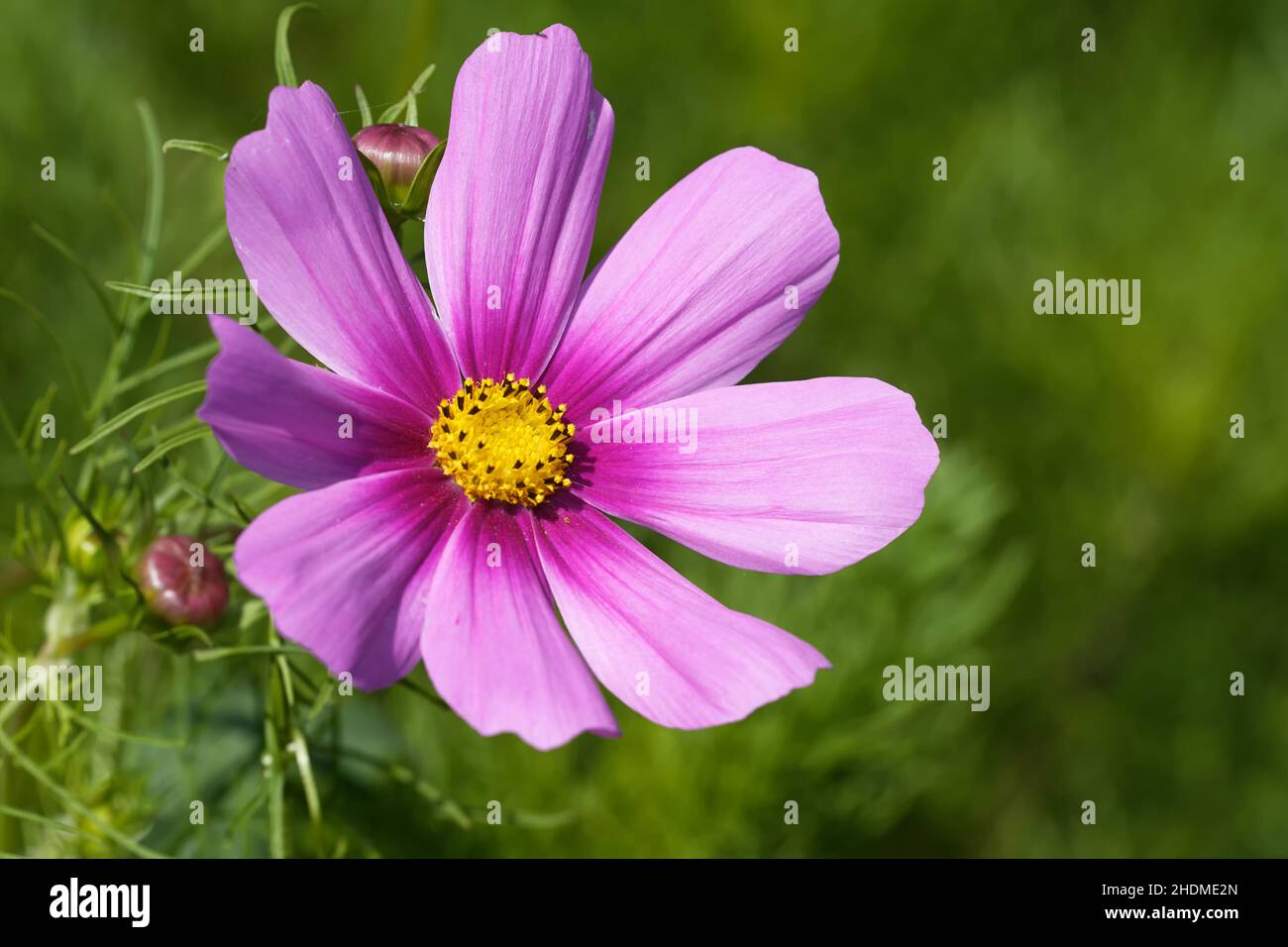 Jewelry and flower hi-res stock photography and images - Alamy