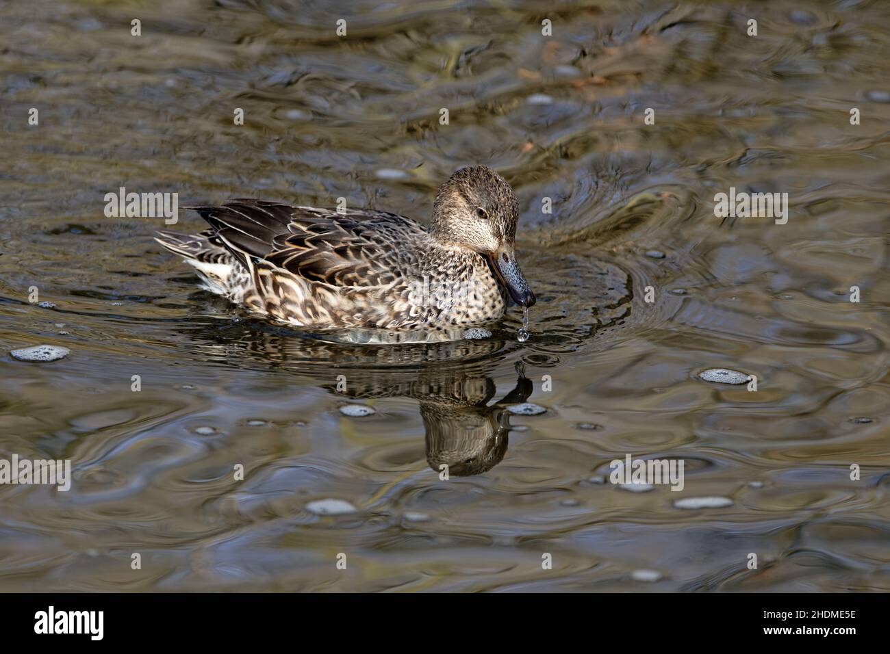 common teal, common teals Stock Photo - Alamy