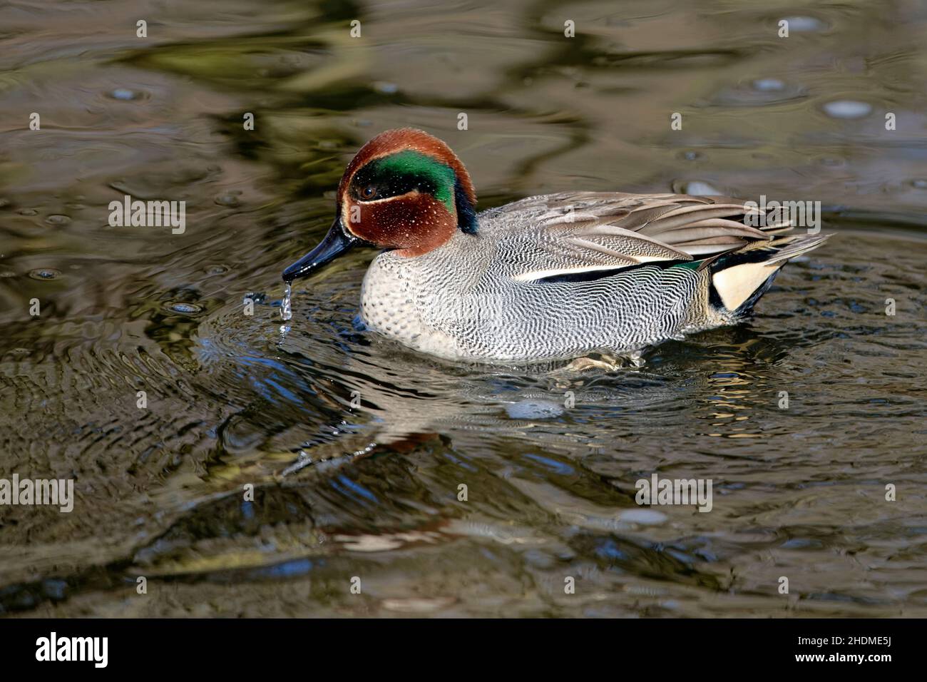 common teal, common teals Stock Photo - Alamy