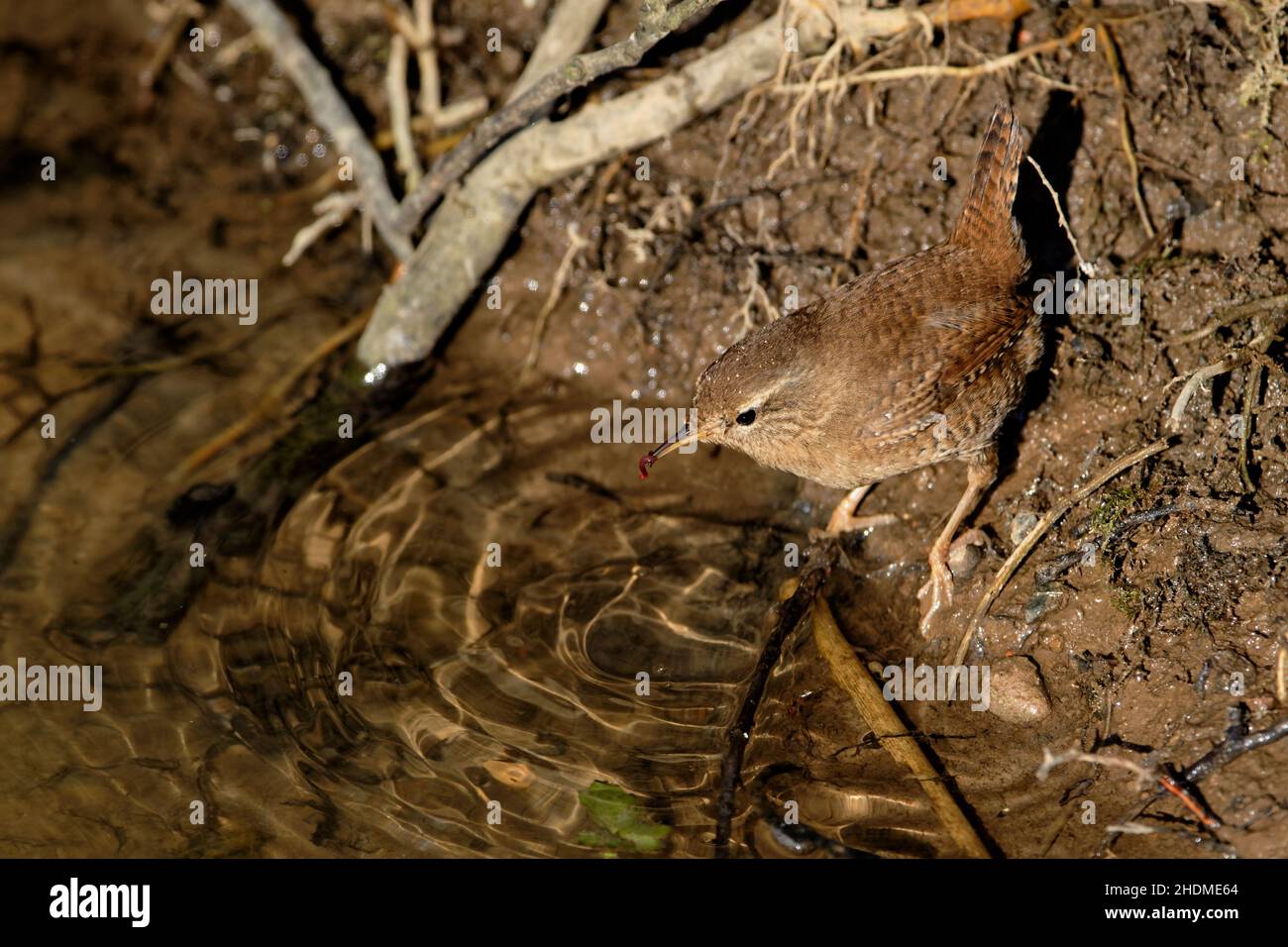 Wren eating hi-res stock photography and images - Alamy