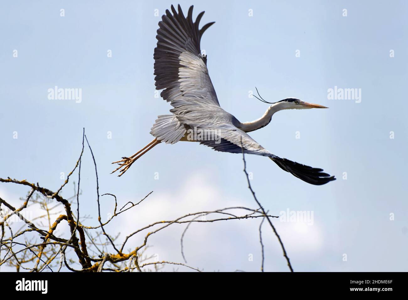gray heron, gray herons Stock Photo - Alamy