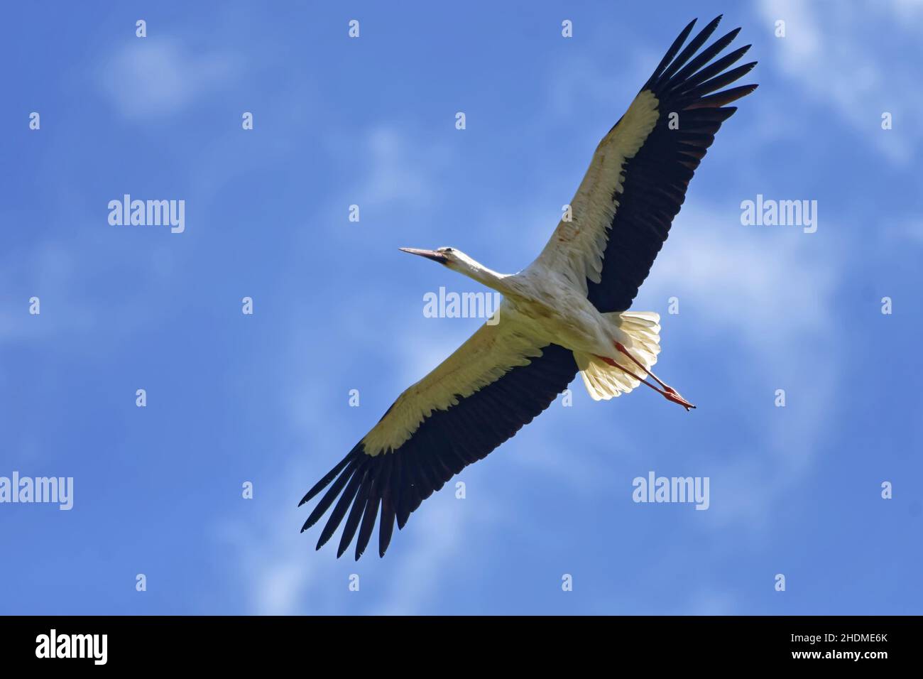 Storks cool cool cool hi-res stock photography and images - Alamy