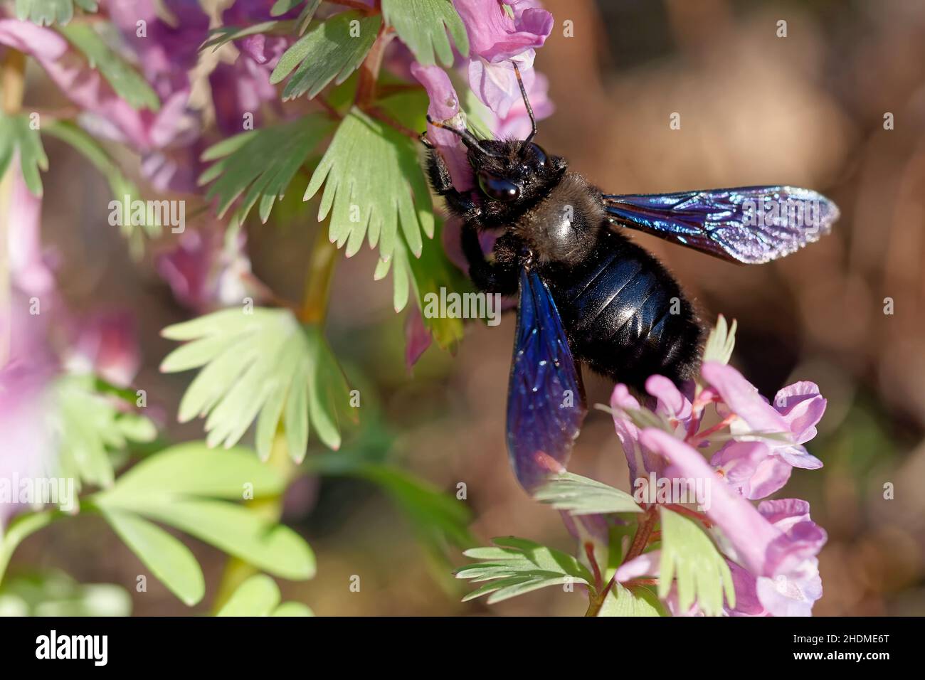violet carpenter bee Stock Photo - Alamy