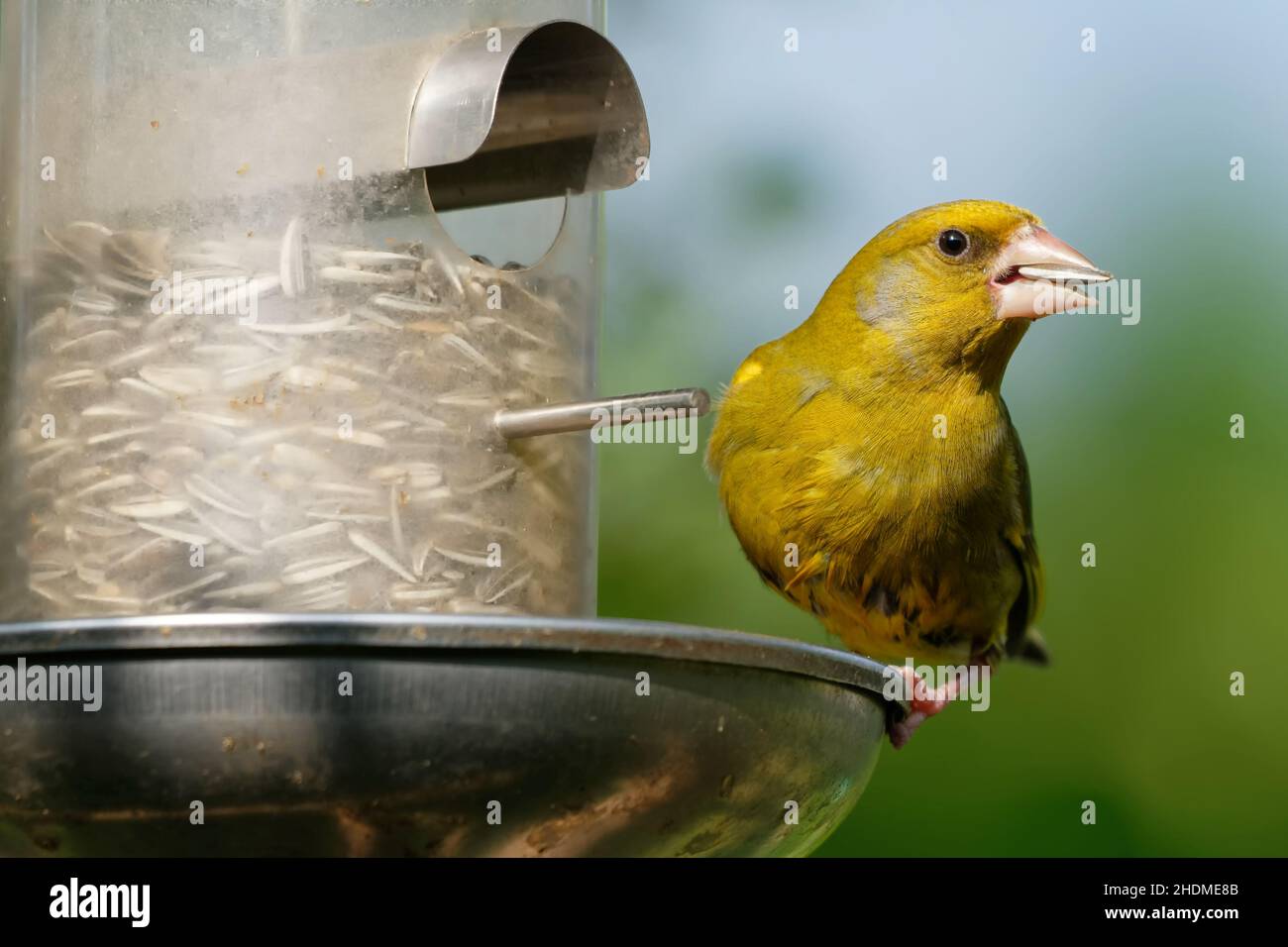 birdseed, green finch, birdseeds, green finchs Stock Photo - Alamy