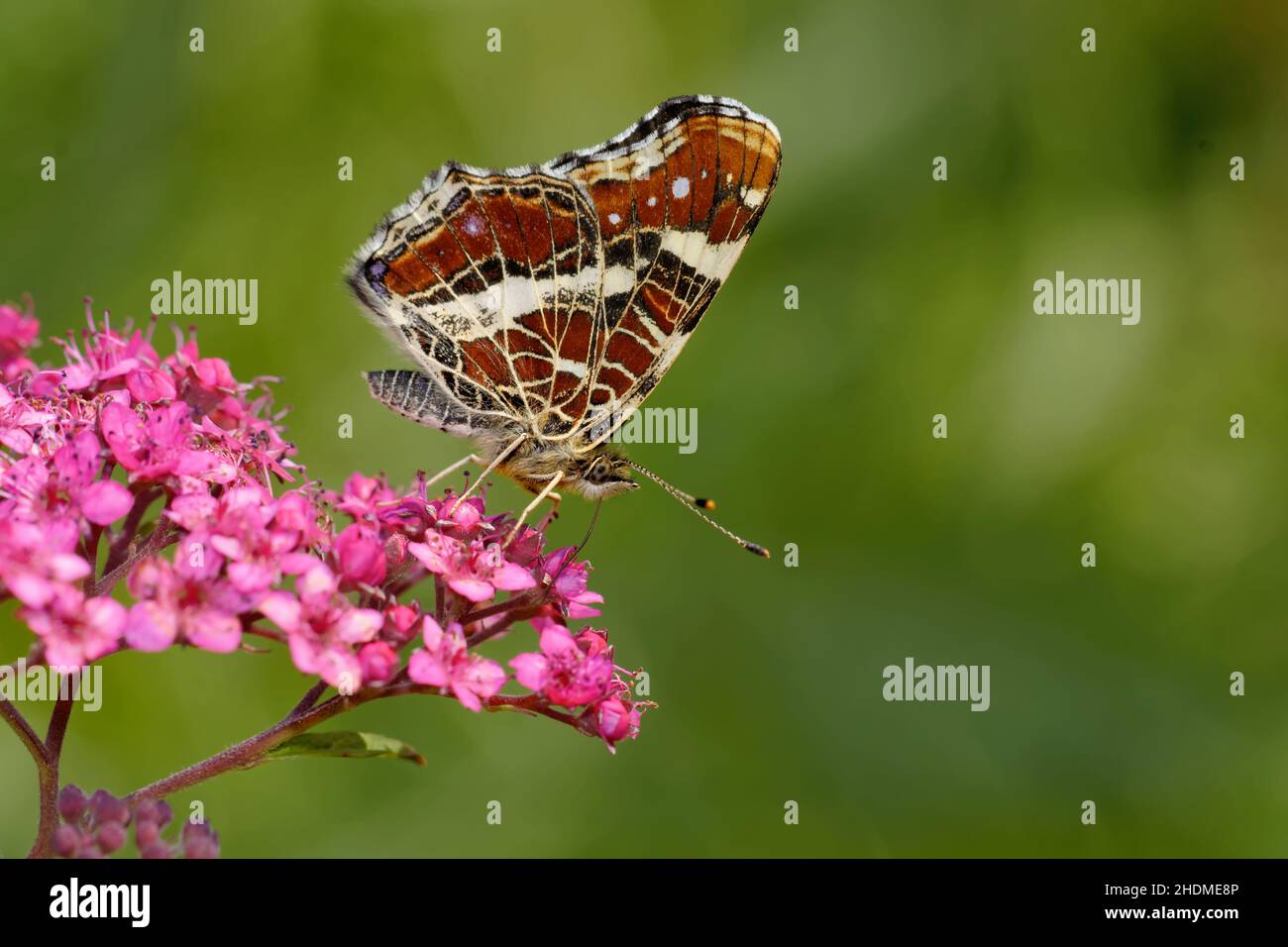 map butterfly, map butterflies Stock Photo - Alamy