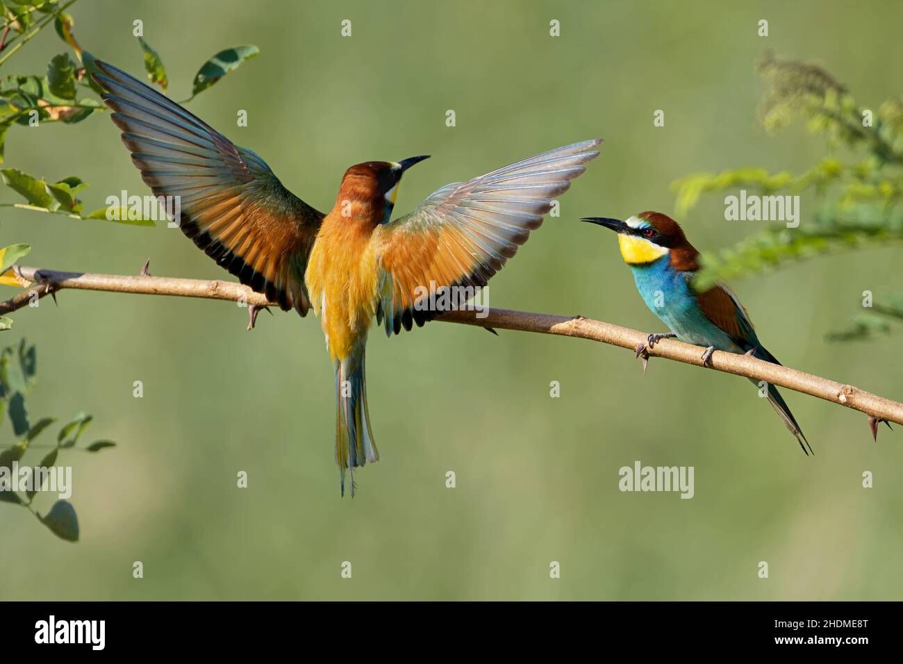 wings, spread, European bee-eater, wing, spreads Stock Photo - Alamy
