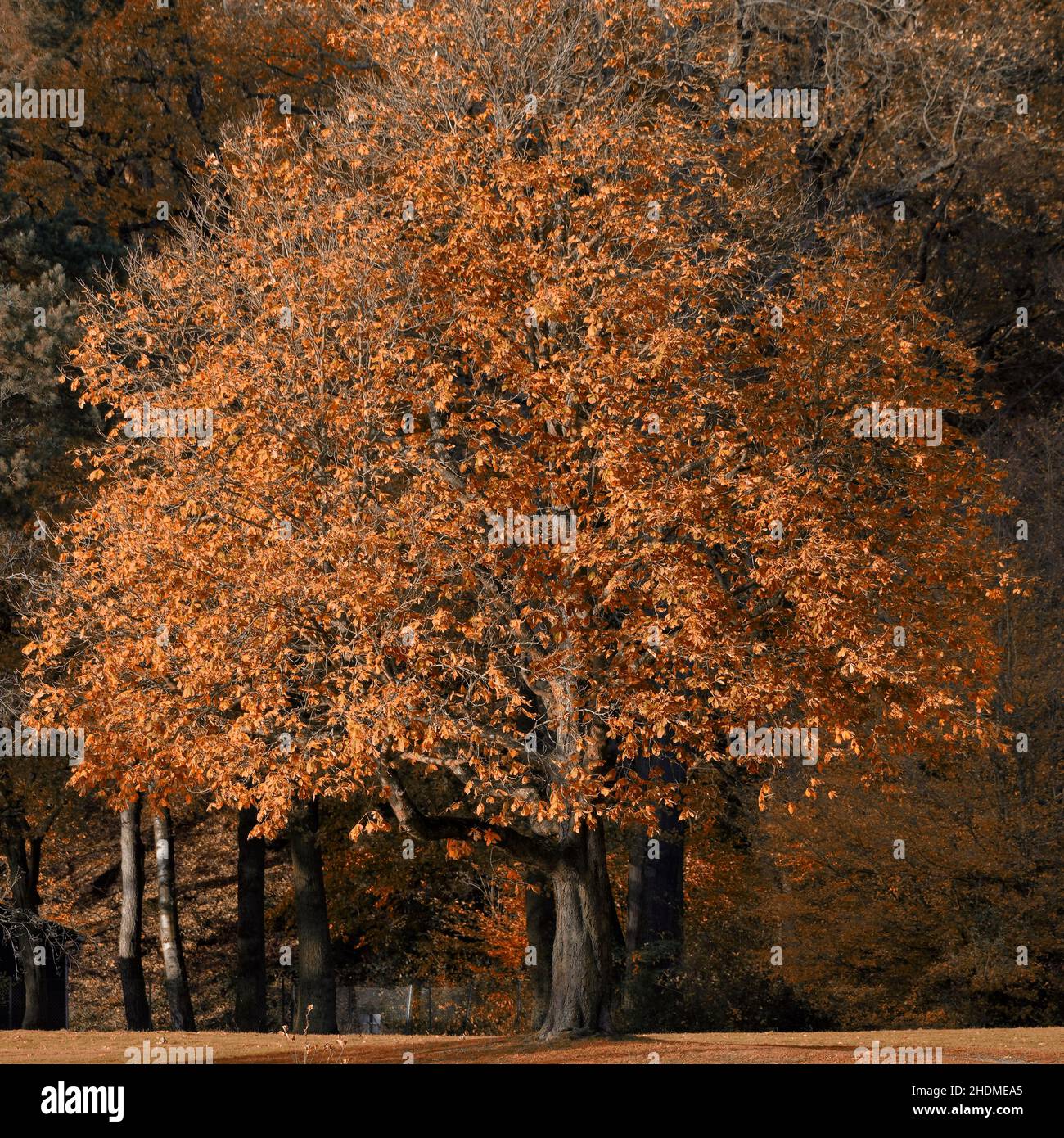 chestnut tree, tree, chestnut trees, trees Stock Photo - Alamy