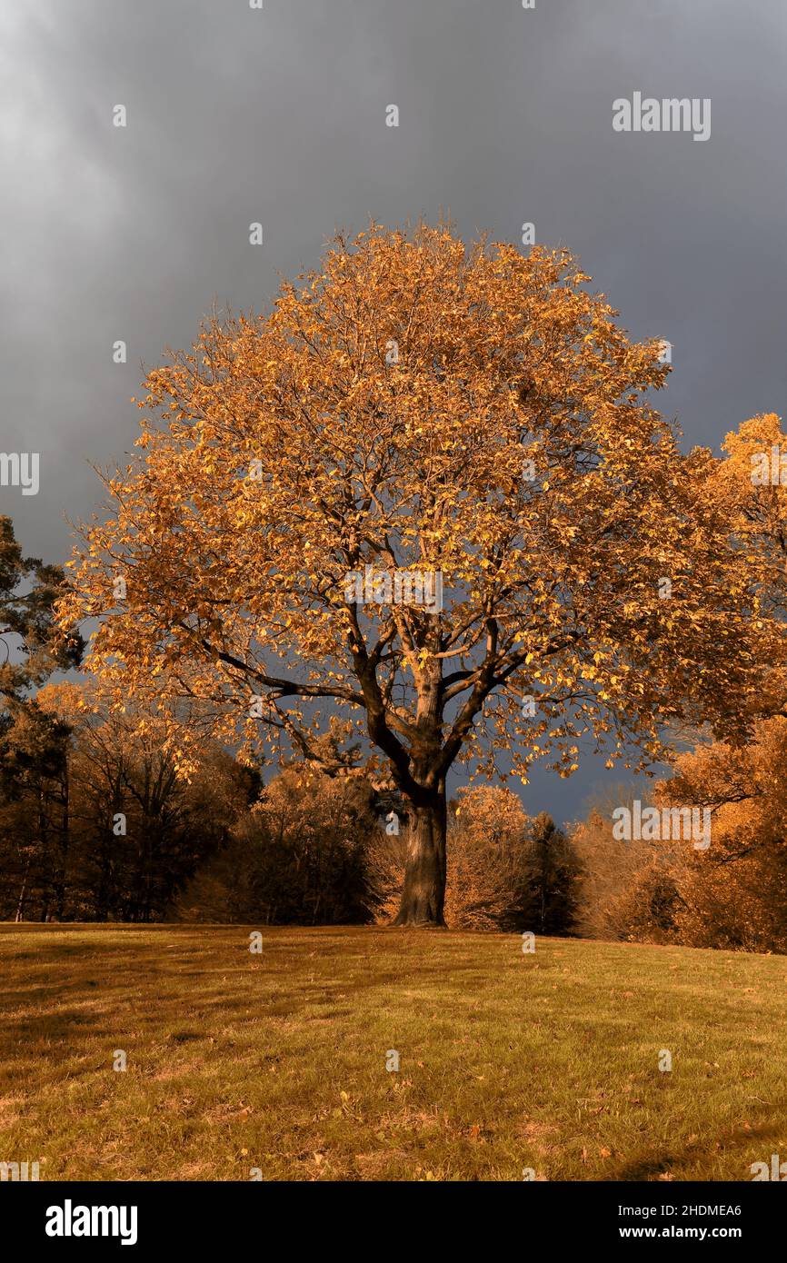 chestnut tree, chestnut trees Stock Photo - Alamy