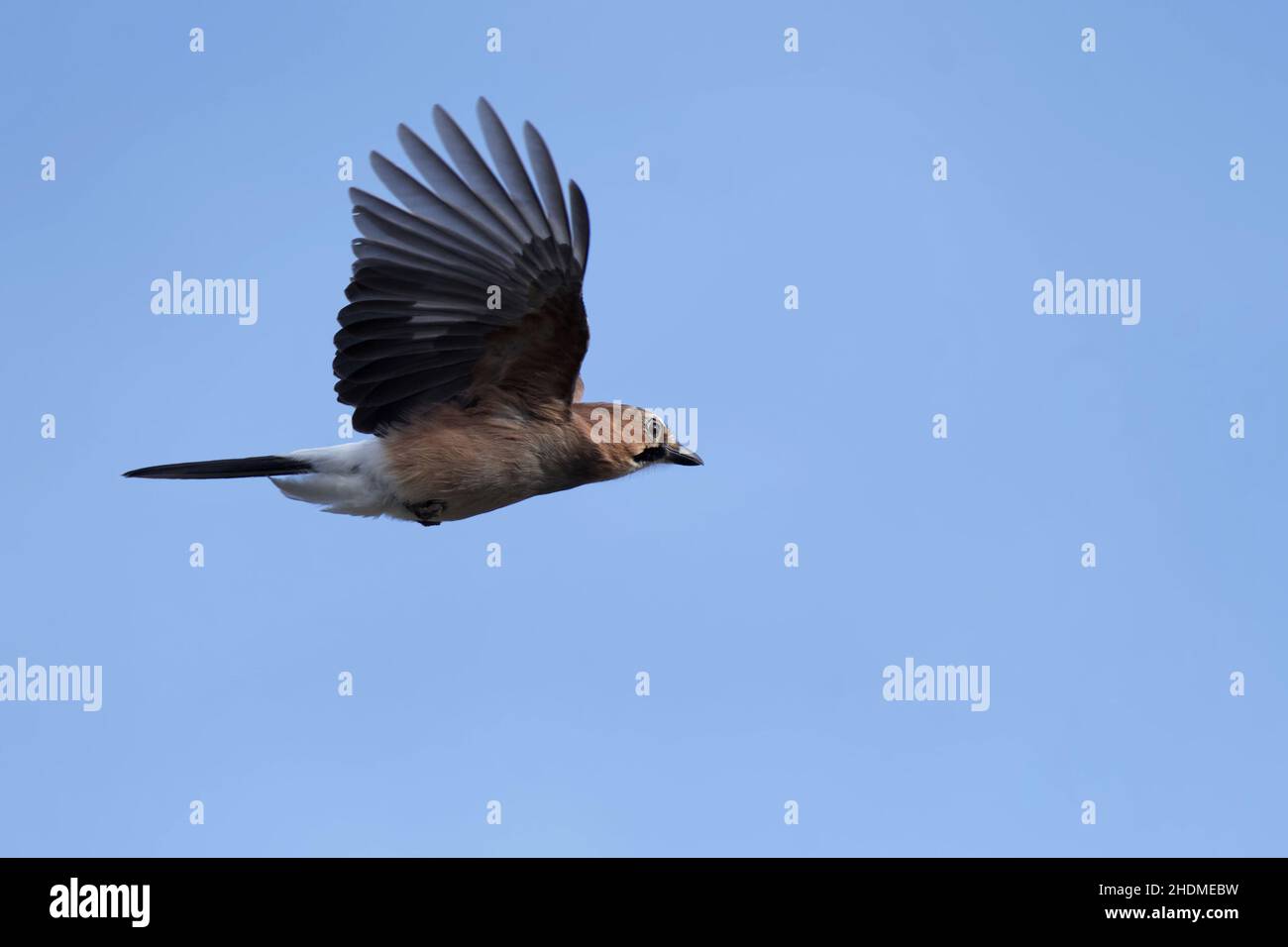 Blue jay color hi-res stock photography and images - Alamy