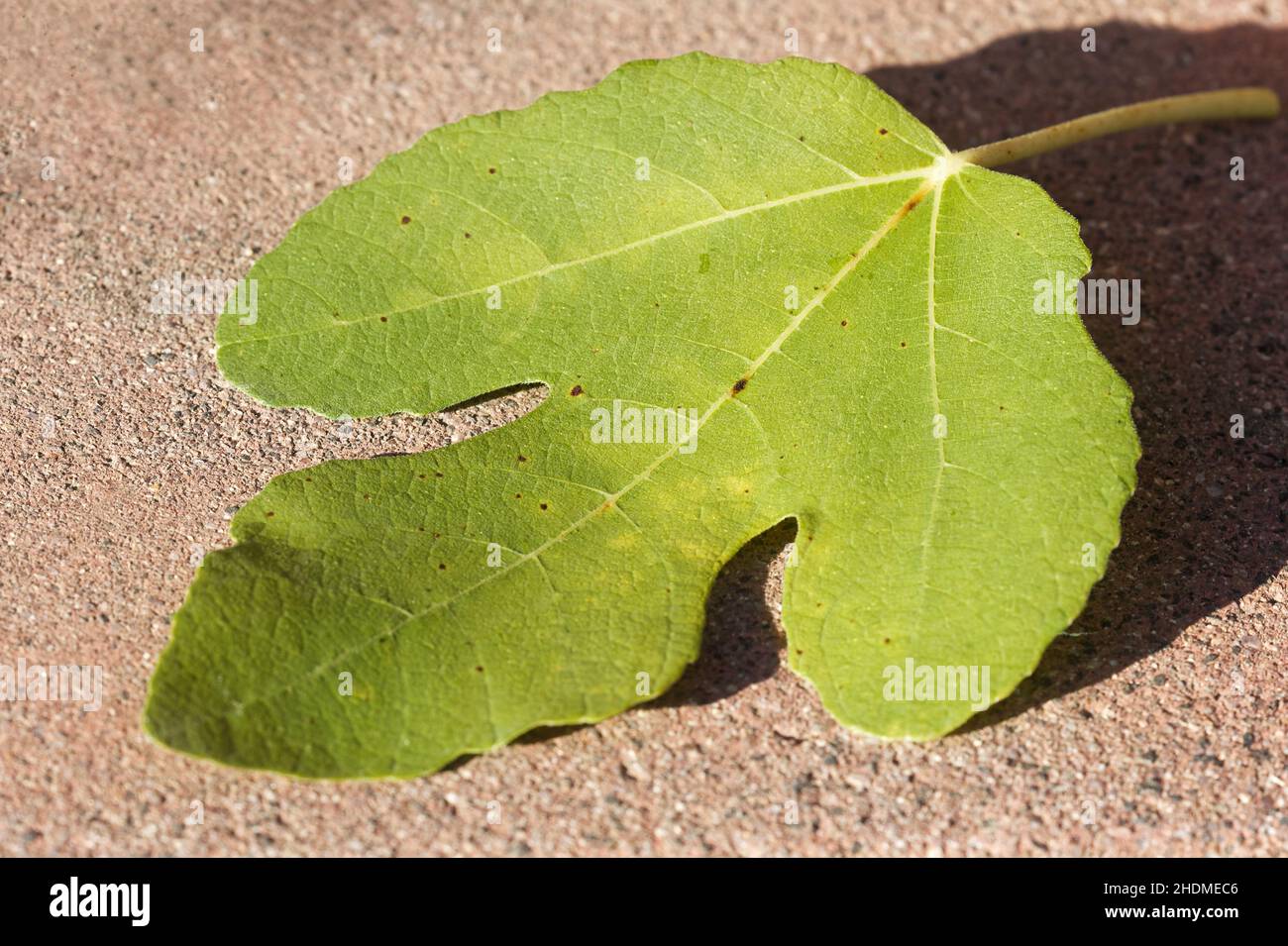 fig leaf, fig leafs Stock Photo - Alamy