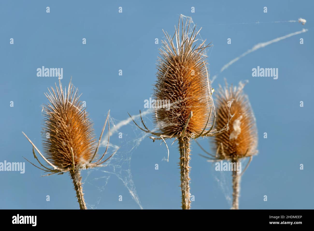 dried plant, teasel, dried plants, teasels Stock Photo - Alamy