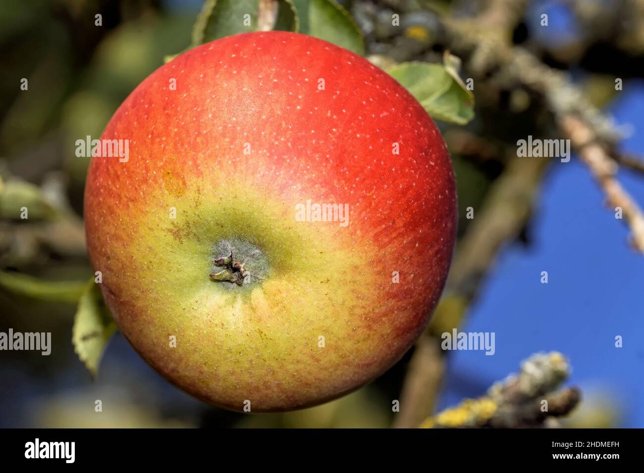 Dangling apples hi-res stock photography and images - Alamy