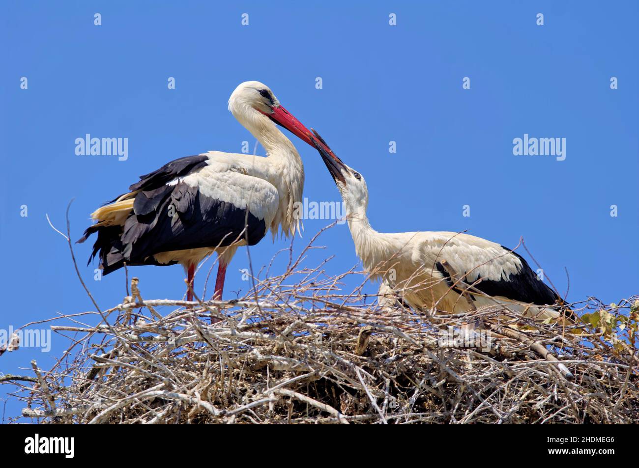 feeding, white stork, stork nest, feed, feedings, white storks, stork ...