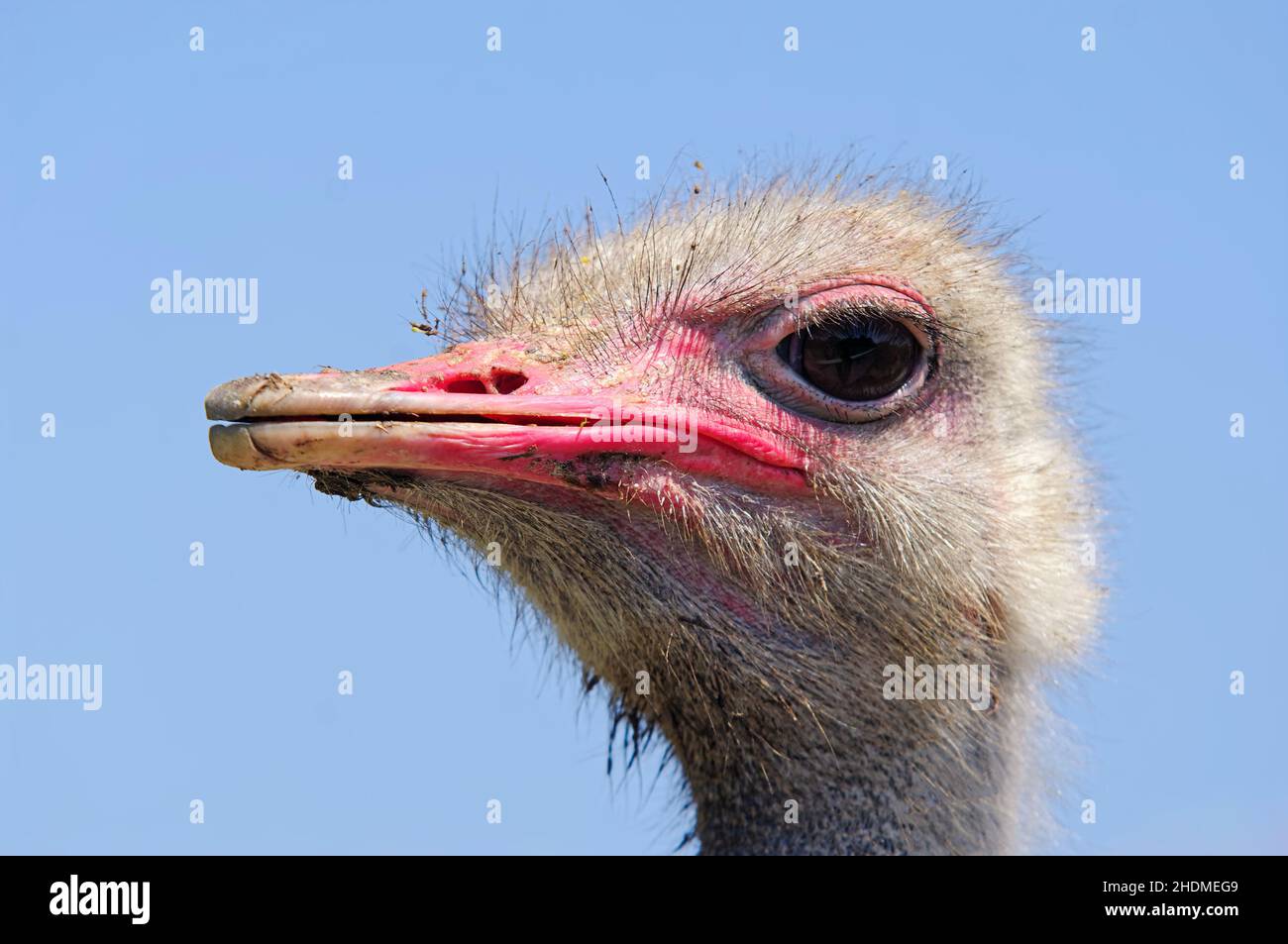 Emus day hi-res stock photography and images - Alamy