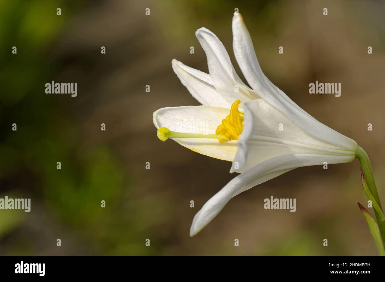 Lilium plant hi-res stock photography and images - Alamy