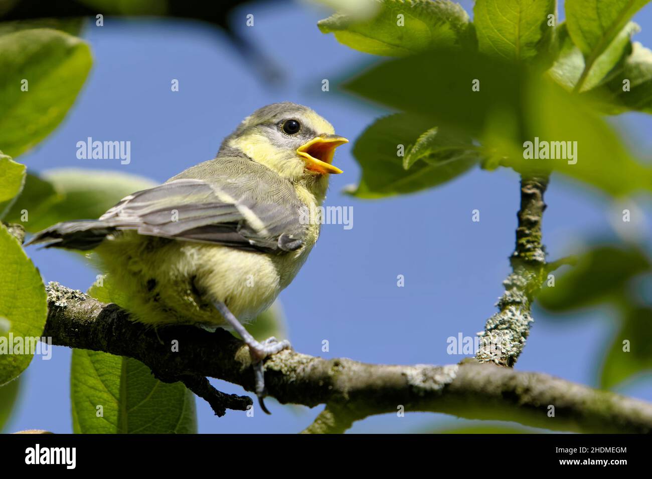 Tomtit birds hi-res stock photography and images - Alamy