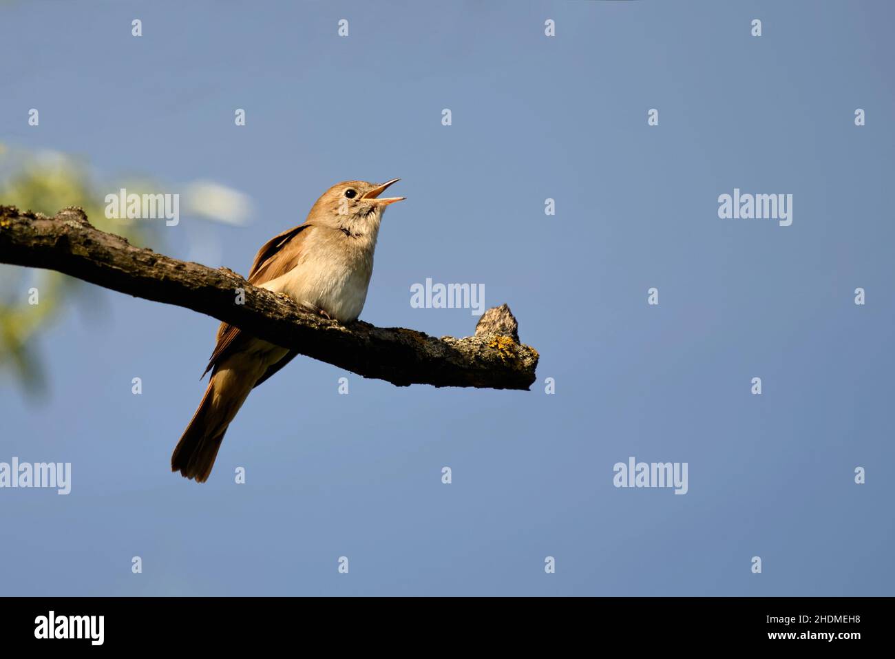 mockingbird, nightingale, mockingbirds, common nightingale, luscinia ...