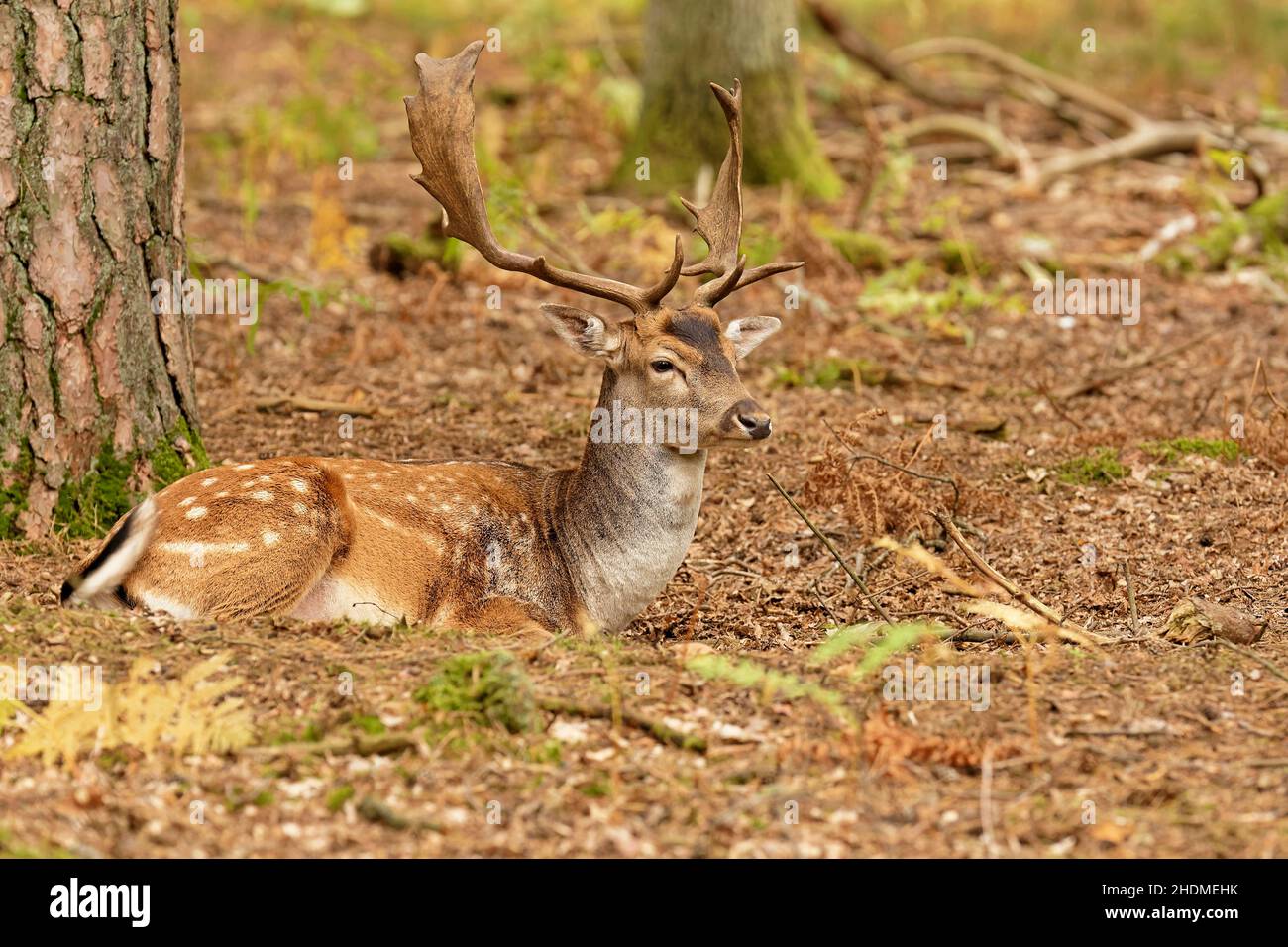 Fallow stag lying down hi-res stock photography and images - Alamy
