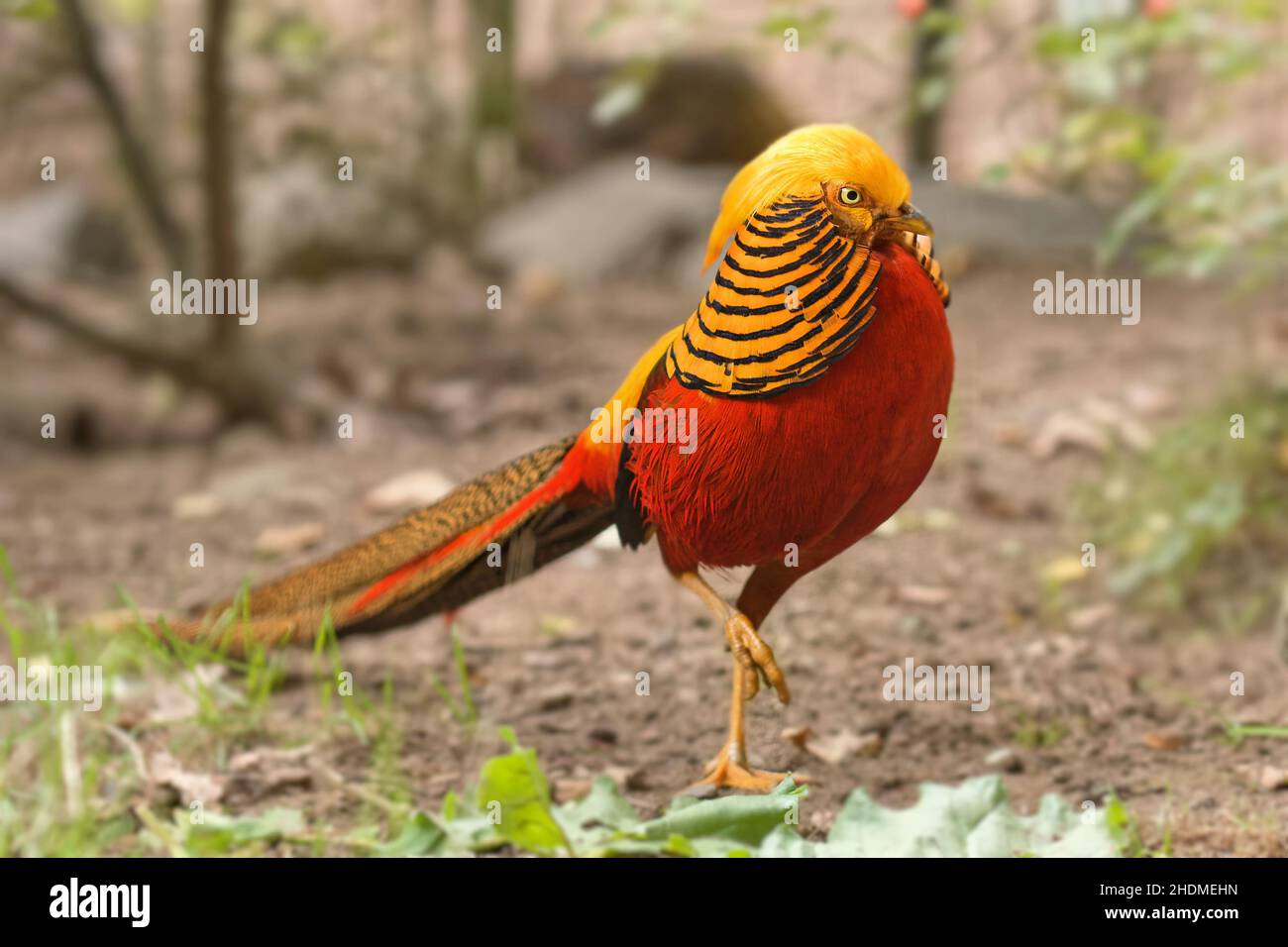 golden pheasant, golden pheasants Stock Photo - Alamy