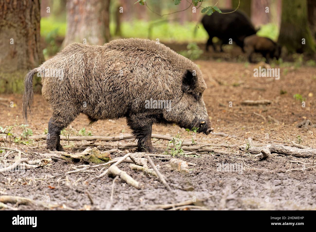 wild boar, wild boars Stock Photo - Alamy