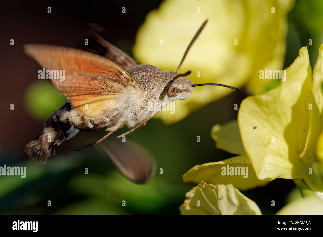Day flying moths hi-res stock photography and images - Alamy
