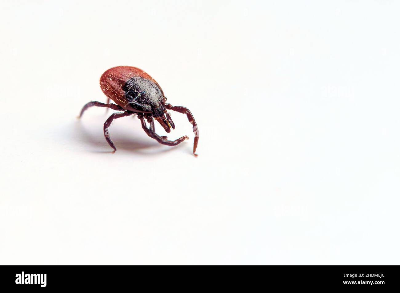 tick, ixodes ricinus, ticks Stock Photo - Alamy
