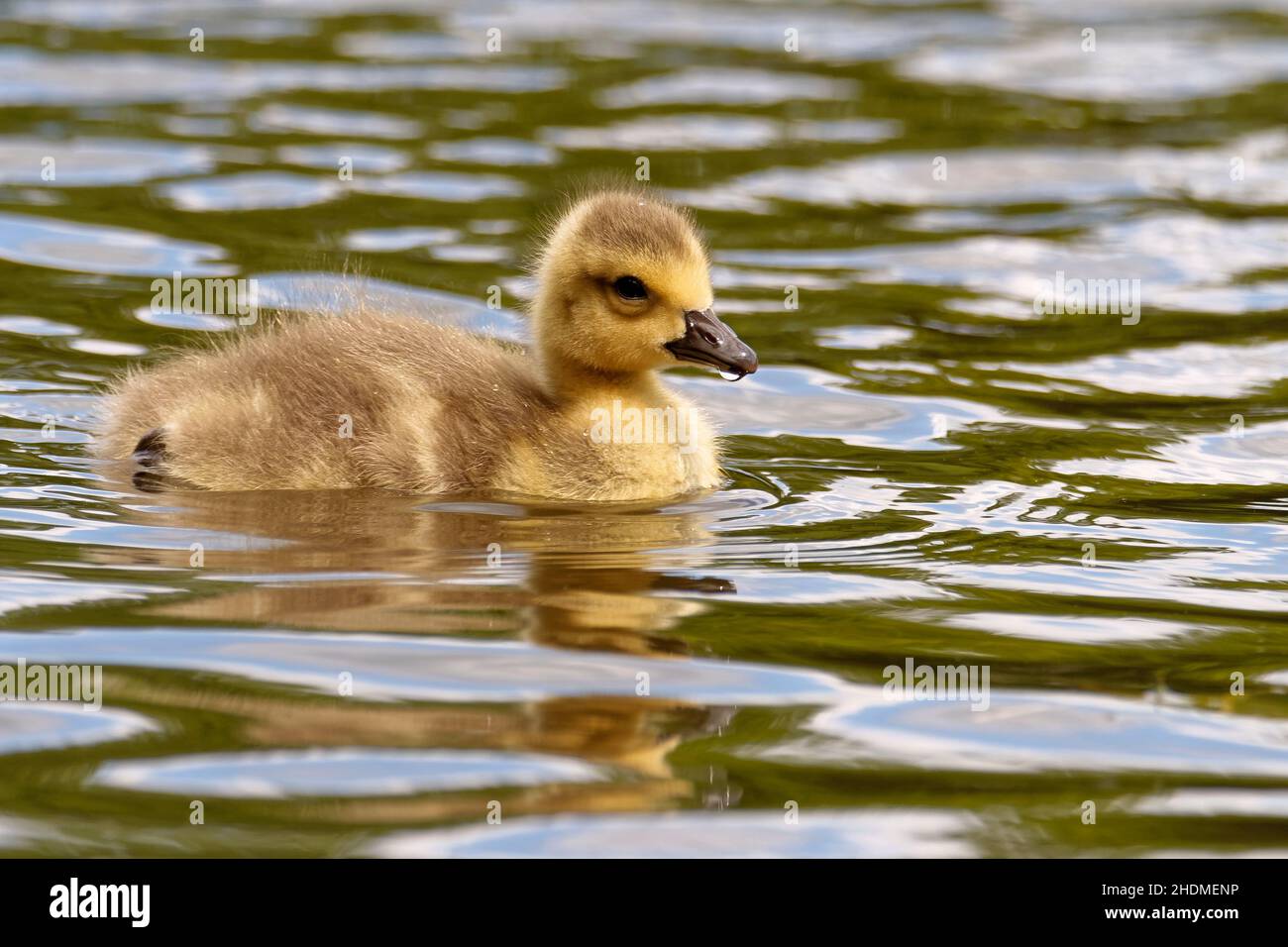 swim, chicks, swimmer, swimmers, swimming, baby chicken, baby duck ...